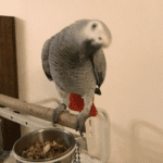 Exotic Parrots For Sale - Global Exotic Parrots Farm