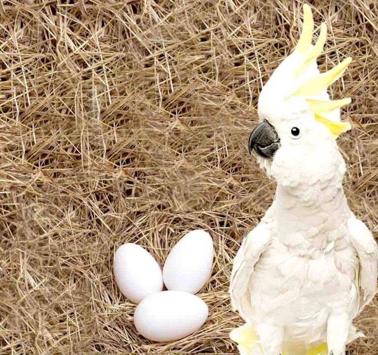 Cockatoo Parrot Eggs - Global Exotic Parrots Farm