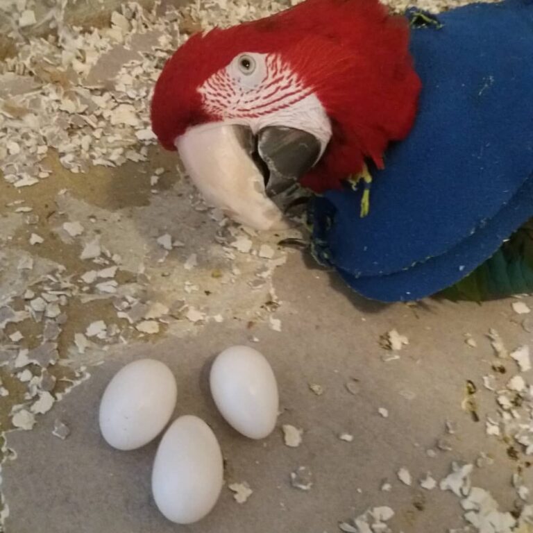 Scarlet Macaw Parrot Eggs For Sale - Global Exotic Parrots Farm