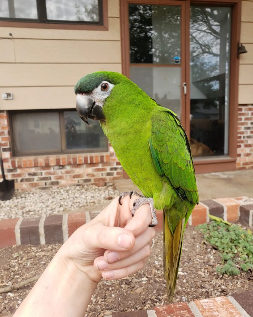 Female Baby Hahns Macaw Parrots available - Global Exotic Parrots Farm