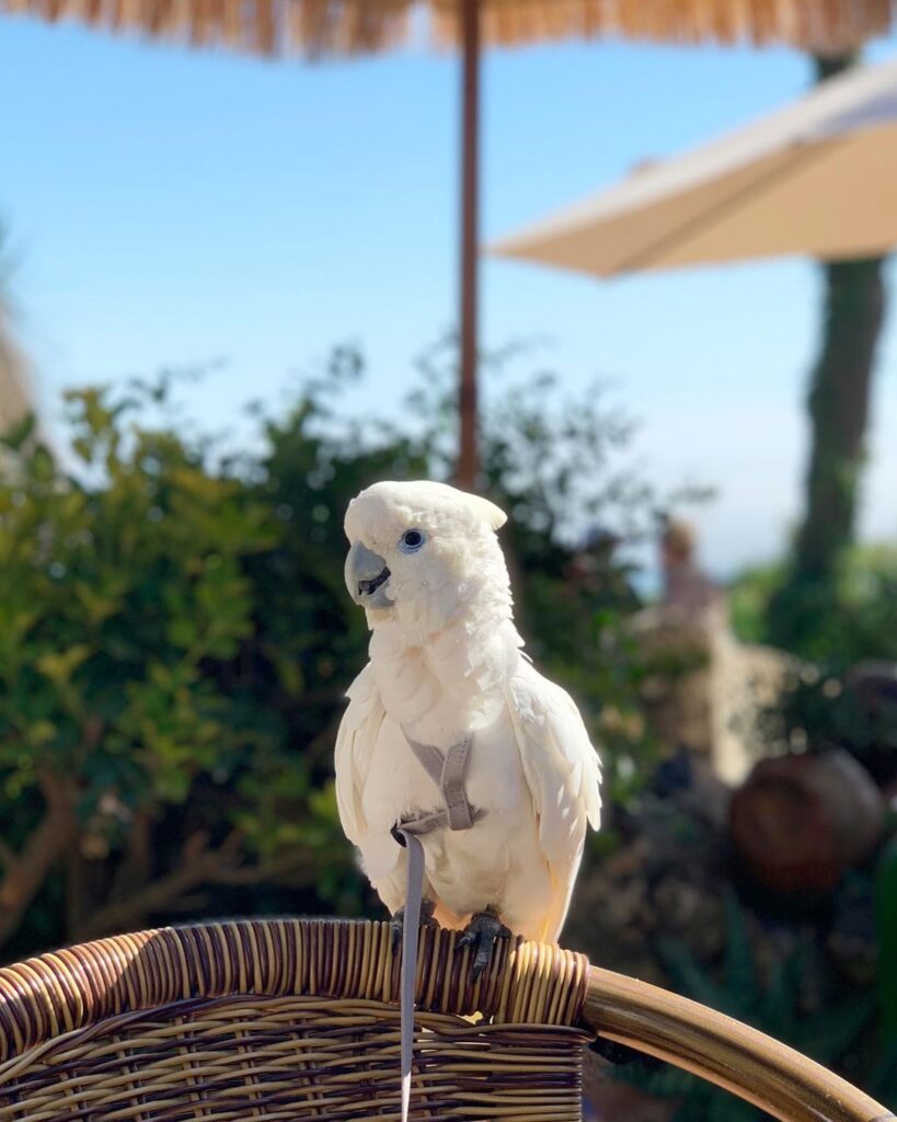 Cockatoo parrot for sale - Talking Cockatoo - Exotic Parrots Farm ...